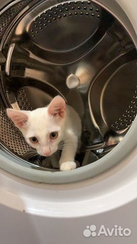 Котенок Помесь сфинкса