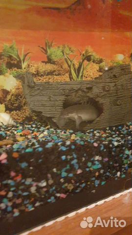 Полиптерус синегальский