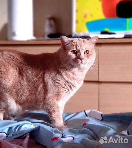 Отдаём котейку в хорошие руки