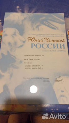 Кобель Ньюфаундленда