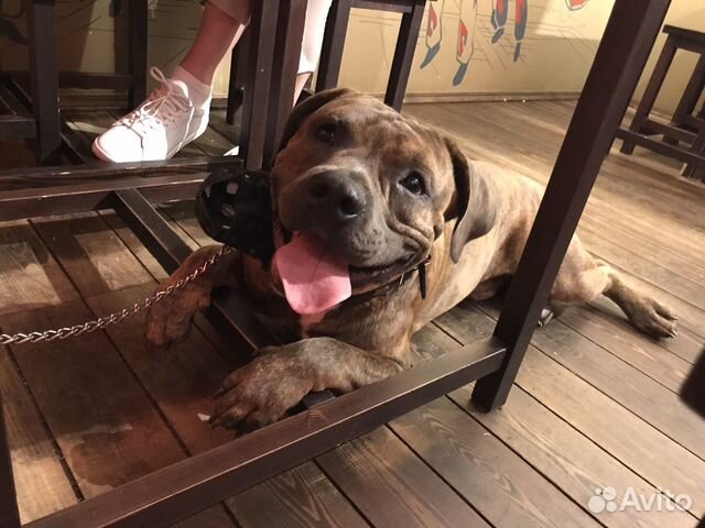 Вызка американский булли