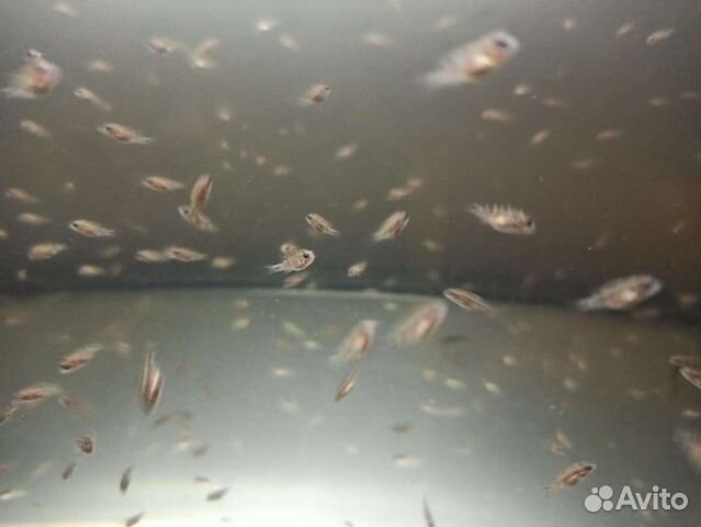 Мальки берюзовой акары