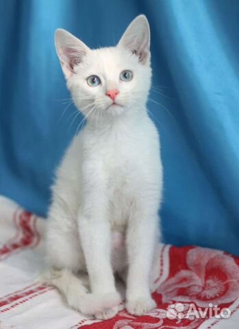 Котёнок (кот)