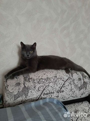 Кошка британка бесплатно