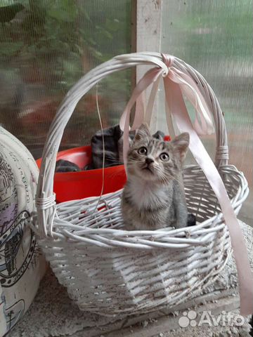 Нежный котеночек