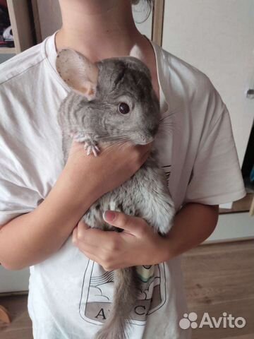 Шиншилла Мальчик и девочка