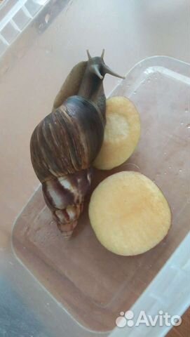 Улитка ахатин без полая может нести потомство имя