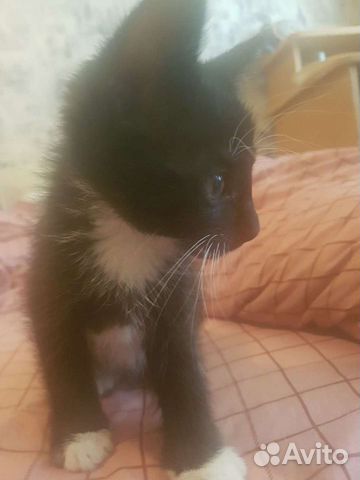 Котёнок