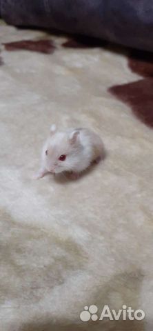 Джунгарский хомяк бесплатно