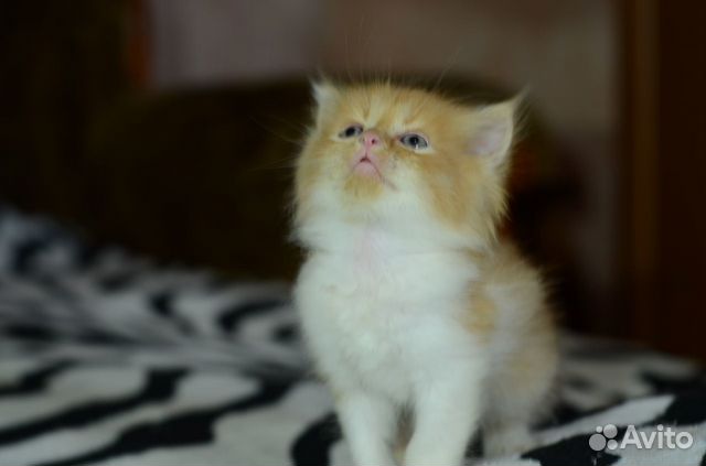 Отдам персидских котят в добрые руки