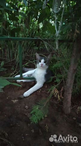 Молодой котик ищет дом