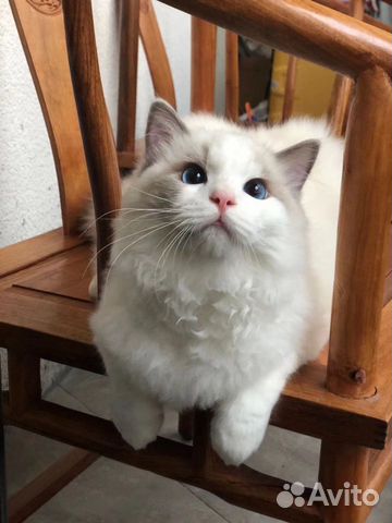 Продажа кошек рэгдолл