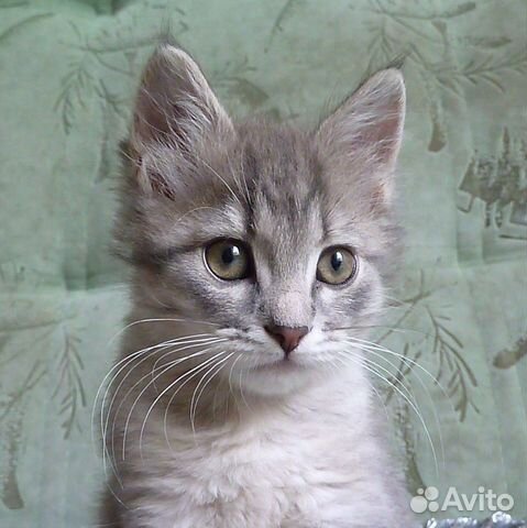 Василиска премудрая