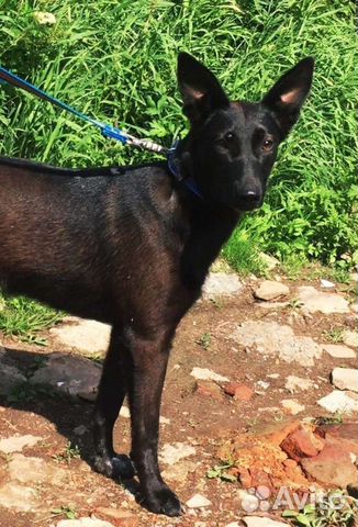 Чара черная красотка