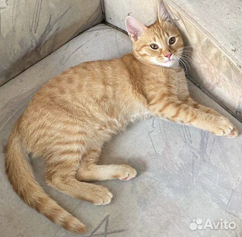 Отдам кота, зовут Зевс