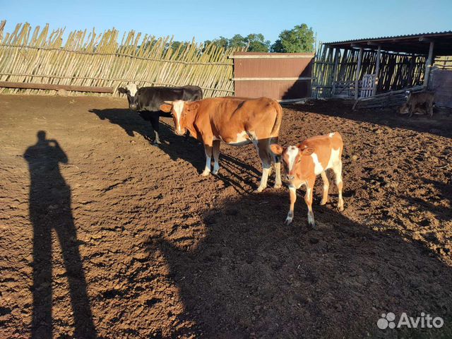 Первотелка