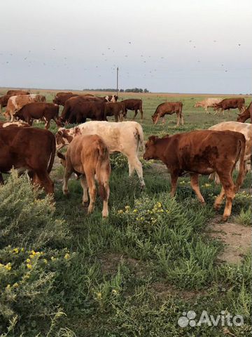 Бычки и телки