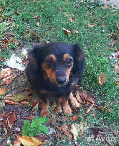 Маленькая собака в добрые руки Помогите