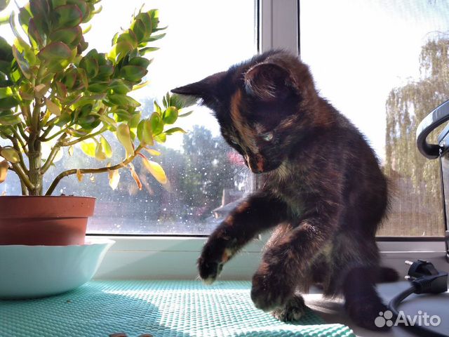 Кошечка, котёнок, черепашка)
