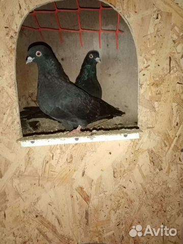 Чистопольские голуби