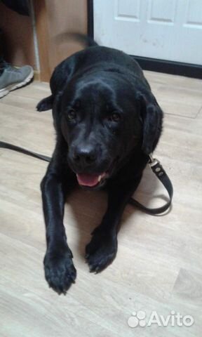 Лабрадор в добрые руки