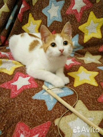 Суперский мальчик ищет дом