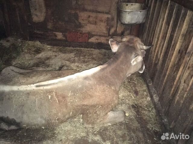 Корова на забой