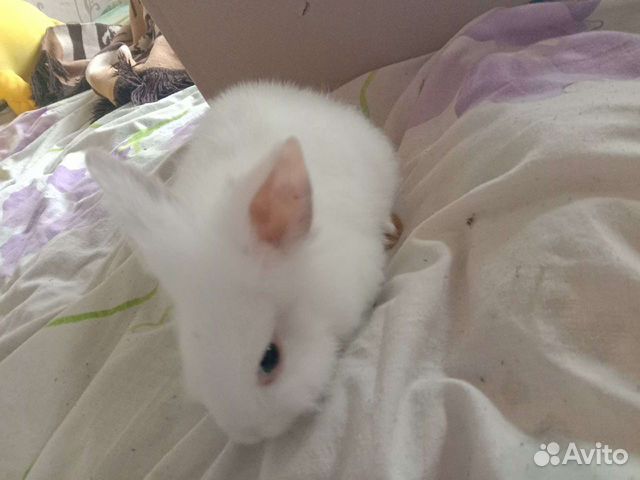 Кролик декаративный с аквариум