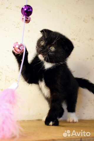 Малышка Вивьен в добрые ручки