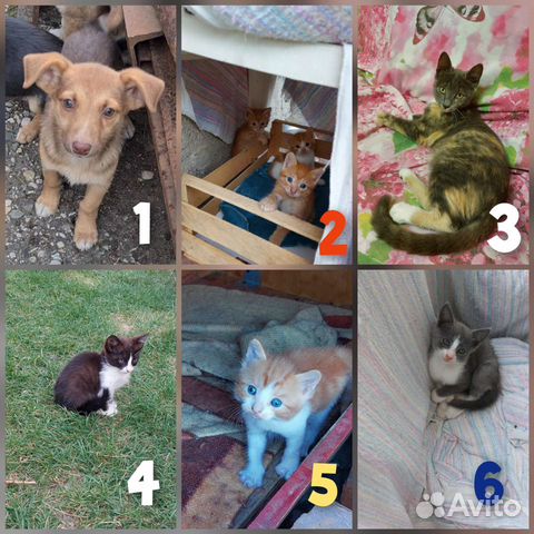 Подкидыши ищут любящие руки