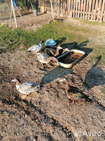 Мускусные утки