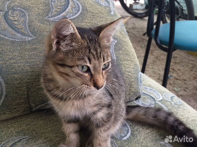 Ловля крыс и мышей крысылов