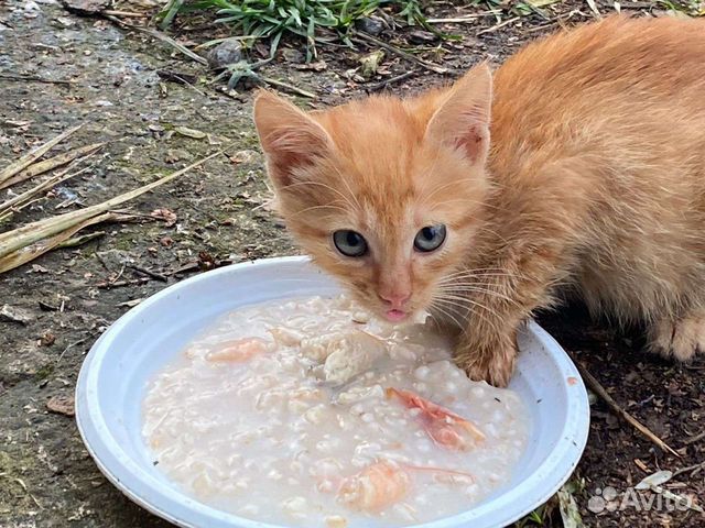 Рыжий котенок