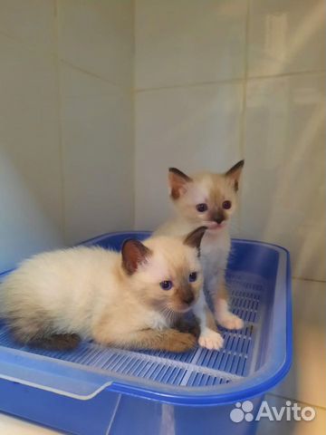 Тайская кошка (1,5 мес.)