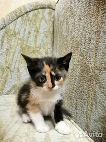 Рыже - пестрая девочка, котенок