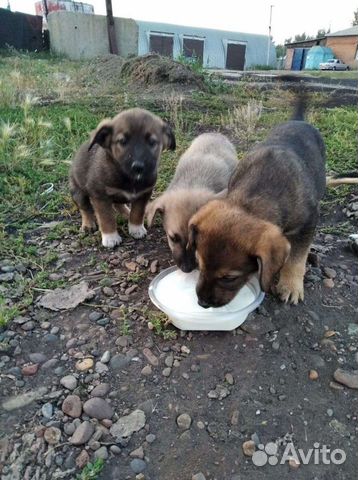 Самые преданные друзья