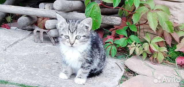 Котенок в добрые руки привезу