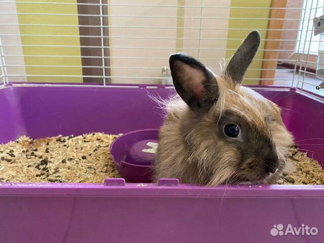 Кролик мальчик