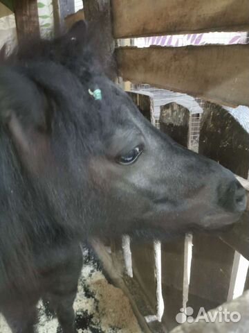 Миниатюрная американская лошадка