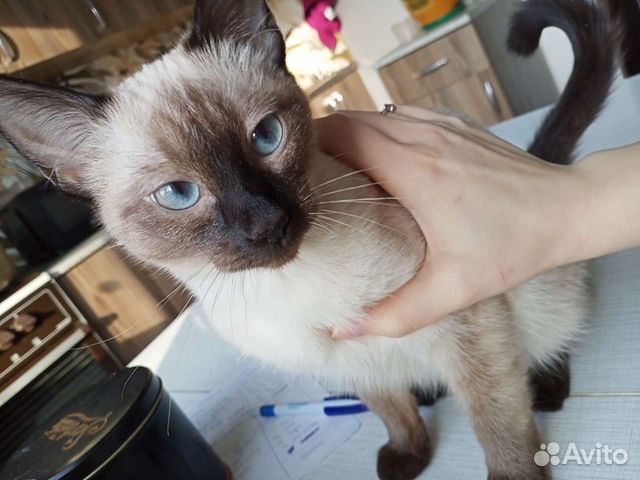 Отдам в добрые руки, зовут Дуся нам годик)