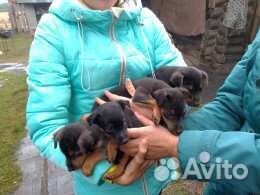 Ягдтерьер немецкий, щенки