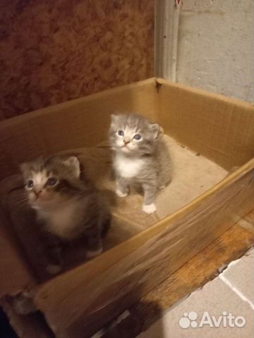 Котенок