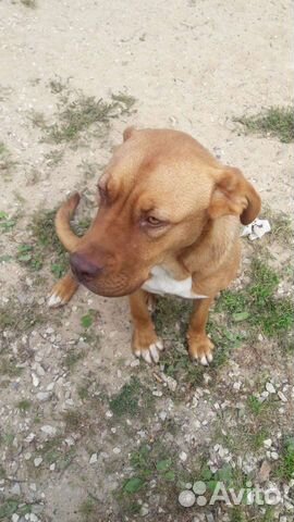 Собака бульмастиф