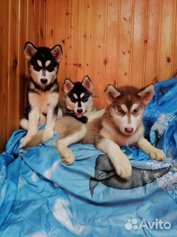 Щенки сибирской хаски(2 девочки и мальчик)