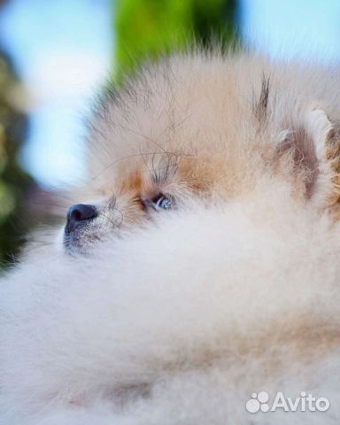 Девочка померанского шпица