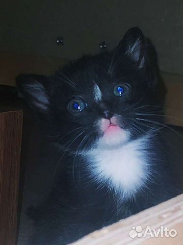 Котенок мальчик бесплатно