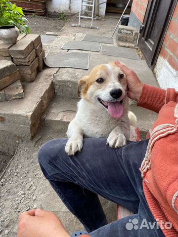 Маленькая собака в добрые руки