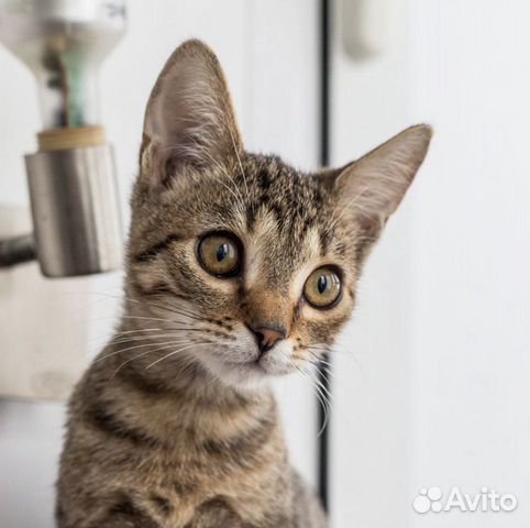 Ручная Тигра полосатая, котенок Зина 2,5 месяца в