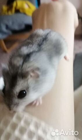 Джунгарский хомяк с клеткой