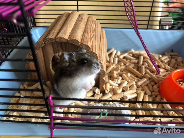 Джунгарский хомяк с двумя клетками